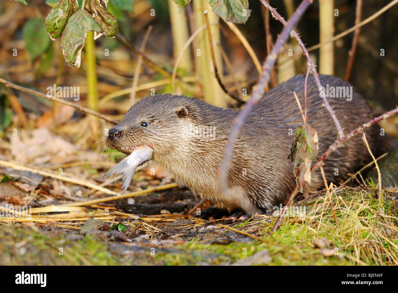 River otter (Lutra lutra) eating a fish, side view Stock Photo - Alamy
