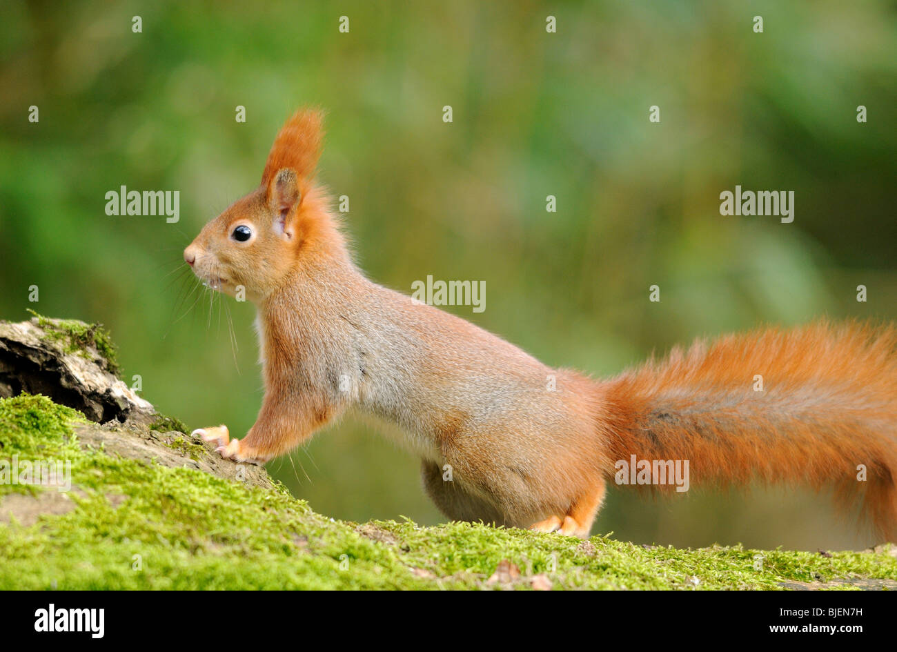 Red squirrel (Sciurus vulgaris), side view Stock Photo - Alamy