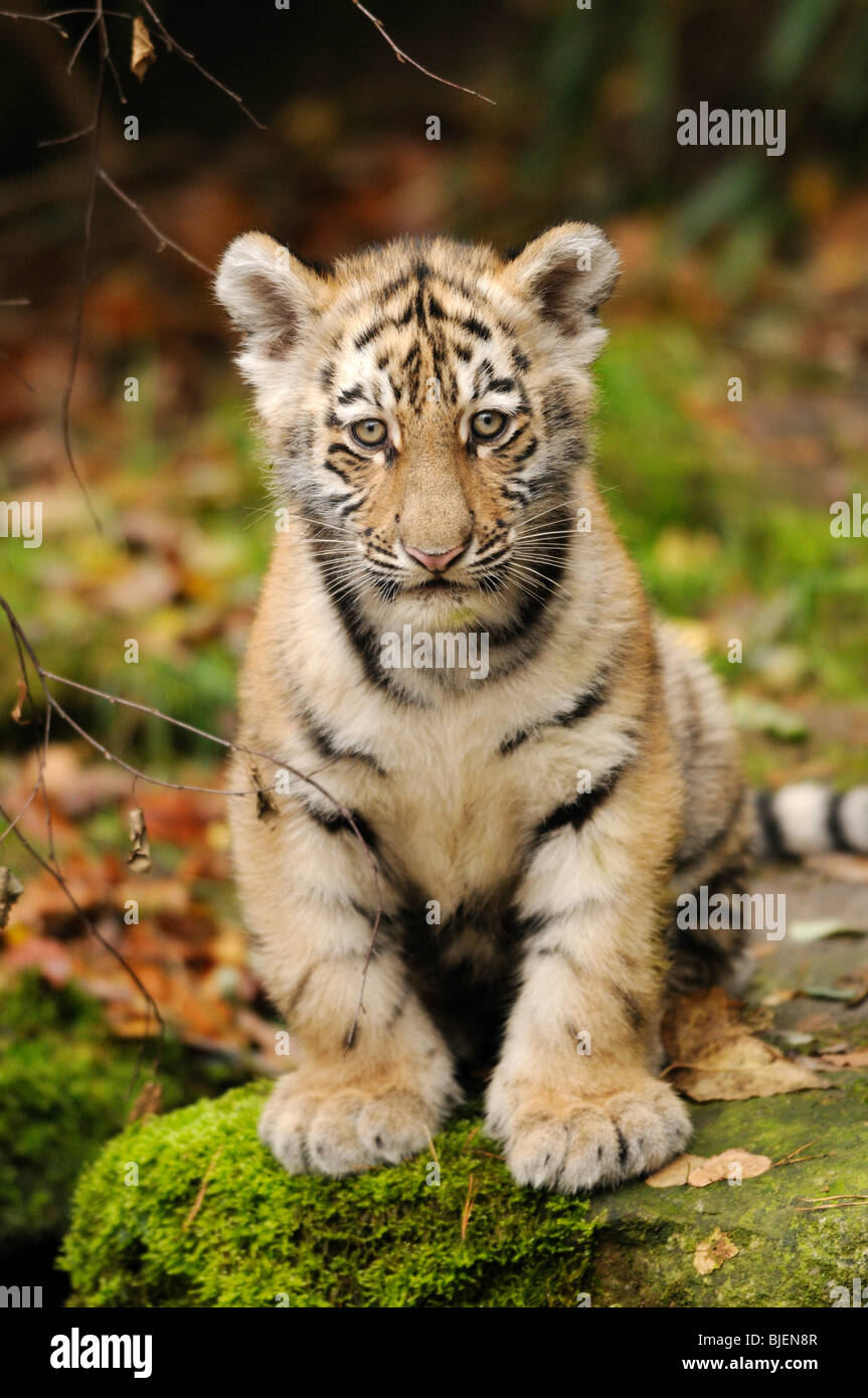 Seated cub hi-res stock photography and images - Alamy