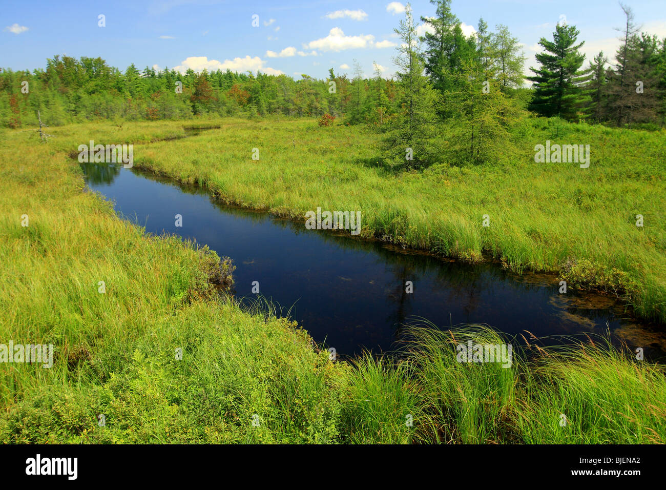 a brook flowing through a grassy meadow or bog in North America Stock ...