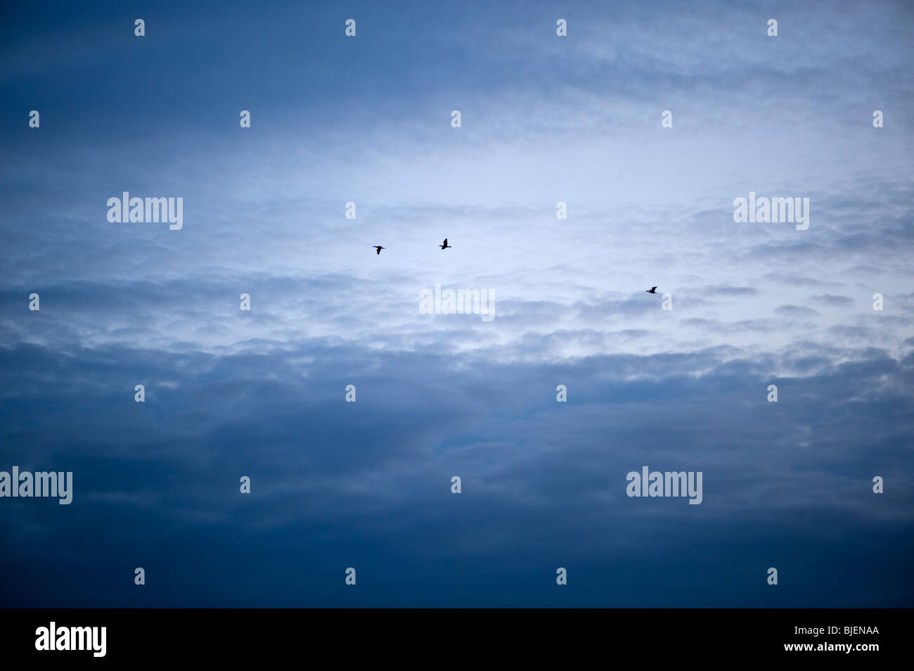 Seabirds against sky Stock Photo - Alamy