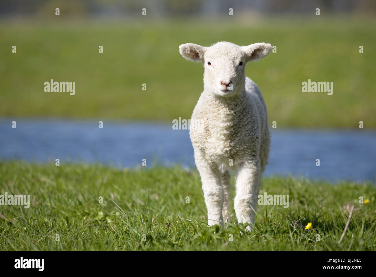 One lamb standing on a pasture hi-res stock photography and images - Alamy