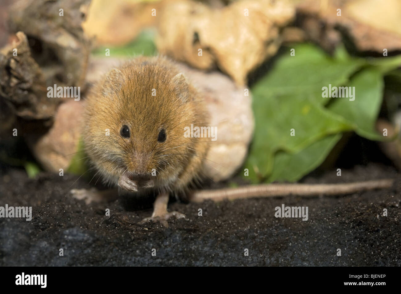 Muridae hi-res stock photography and images - Alamy