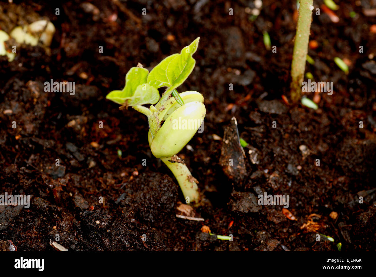 a sprouted bean plant growing from a seed Stock Photo - Alamy