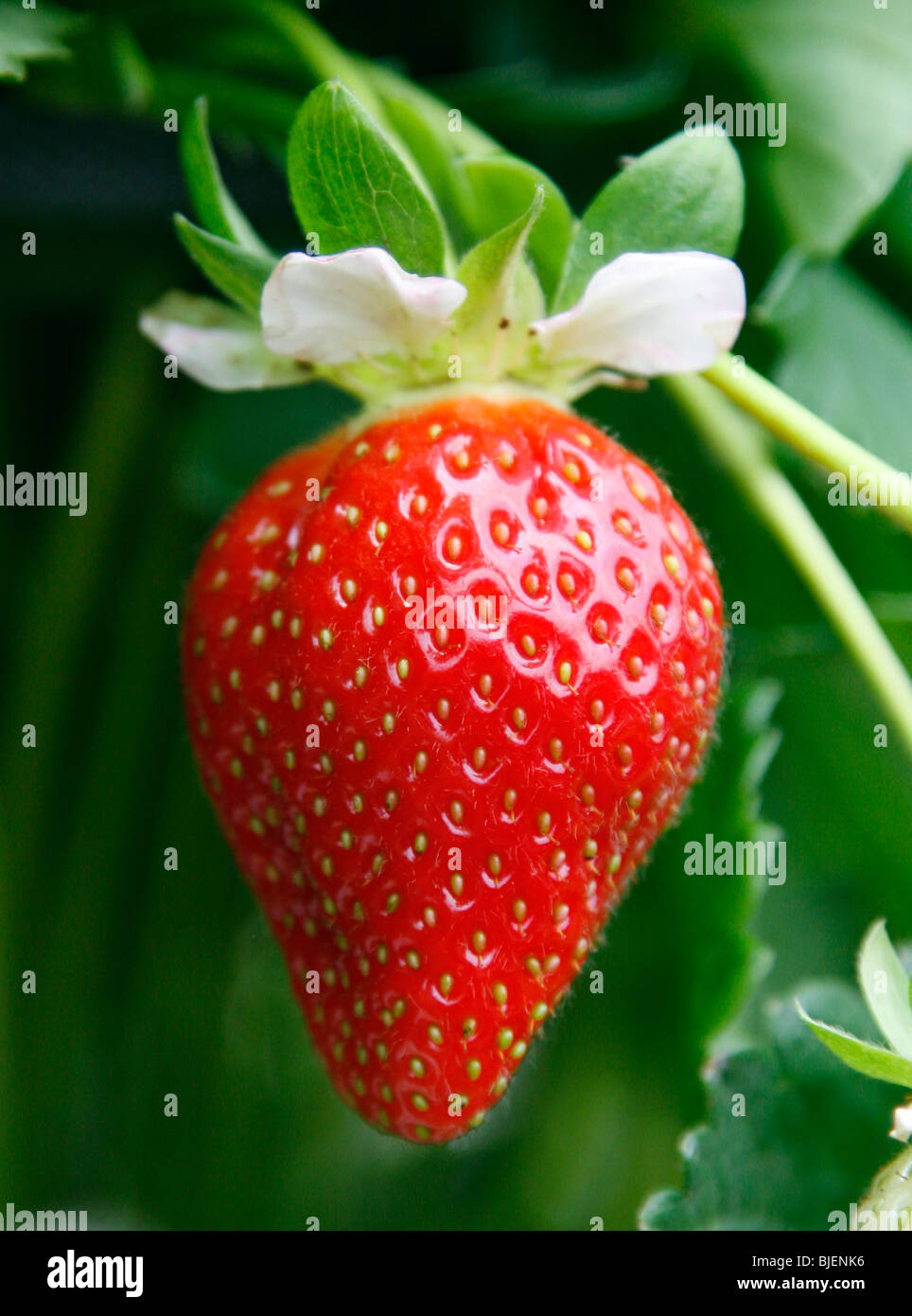 Cairnie fruit farm hi-res stock photography and images - Alamy