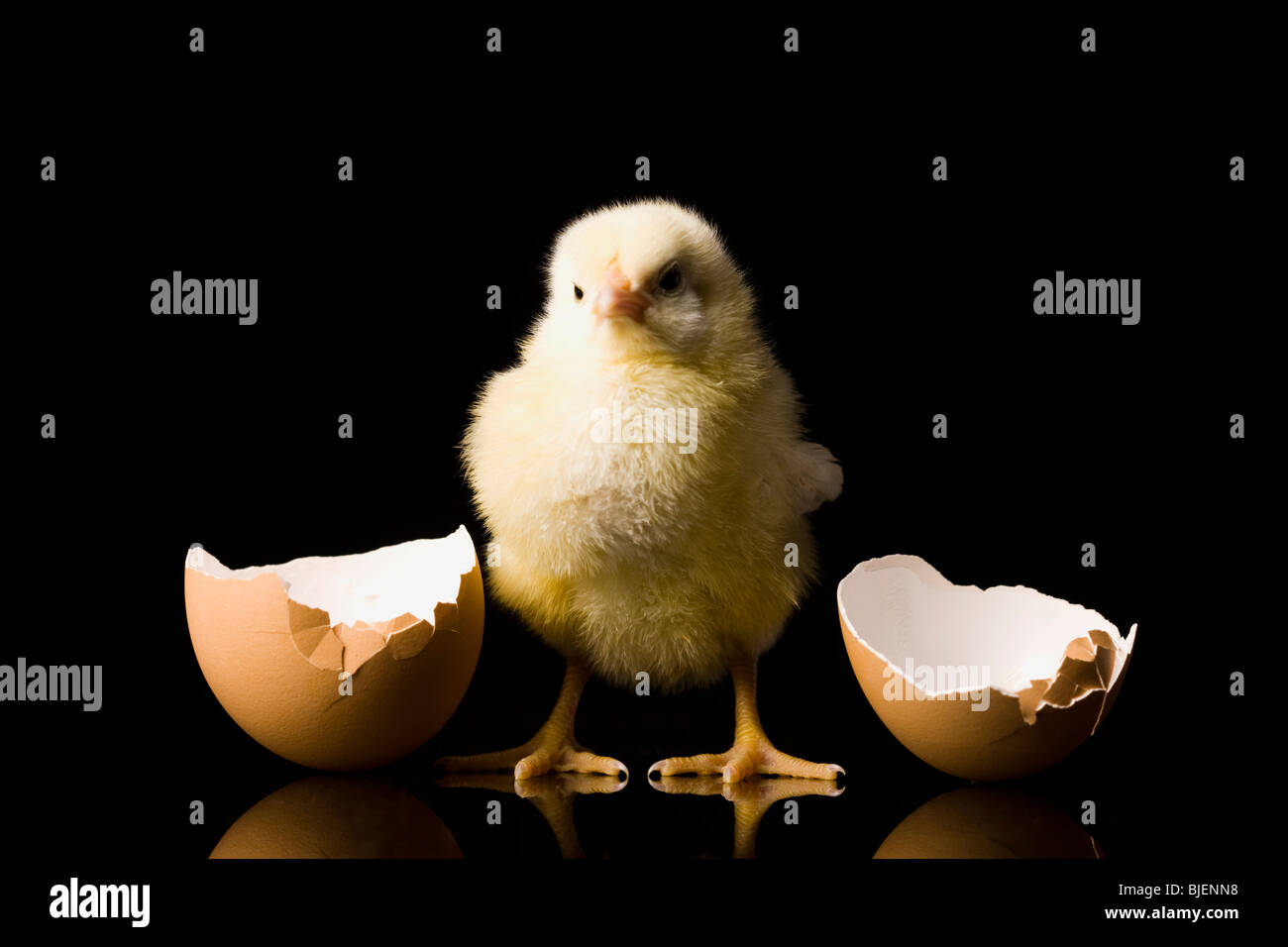 Chick hatching egg hi-res stock photography and images - Alamy