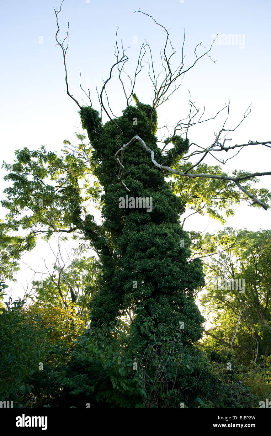 Spring flowers in Sweden, nature details Stock Photo - Alamy