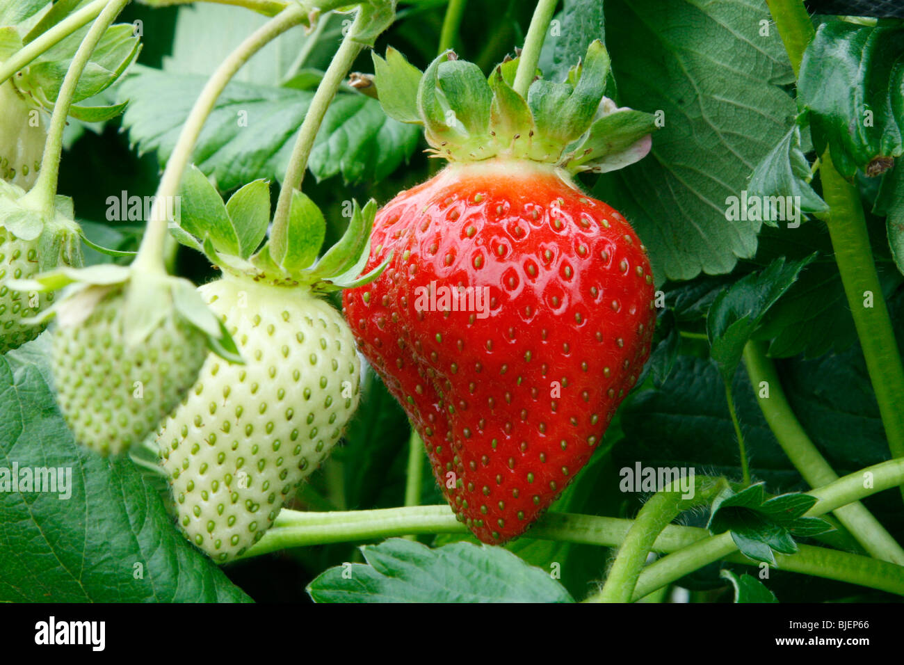 Cairnie fruit farm fife hi-res stock photography and images - Alamy