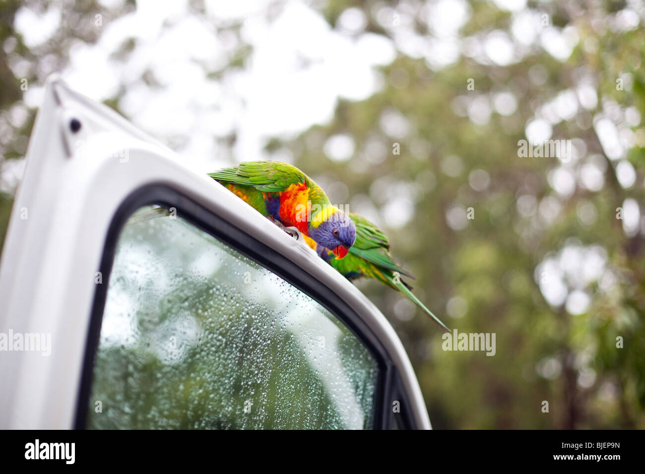 Wildlife car hi-res stock photography and images - Alamy