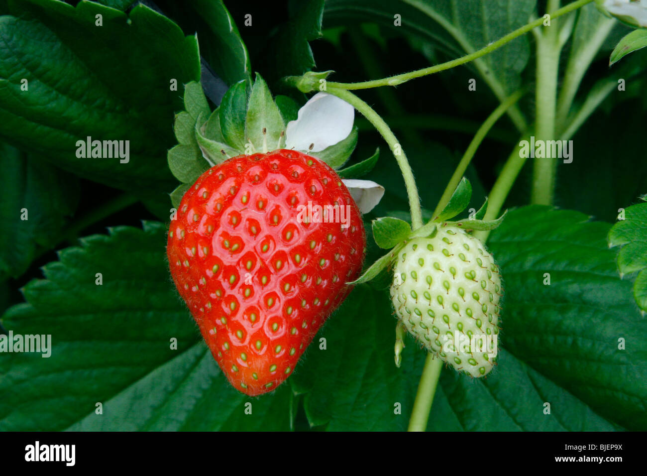 Close up of a ripe and an unripe strawberry growing in a patch, Fife ...