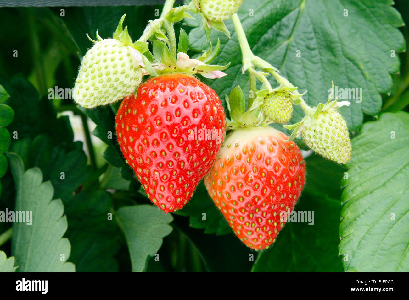 Close up of strawberries ripening in a patch, Fife, Scotland Stock ...