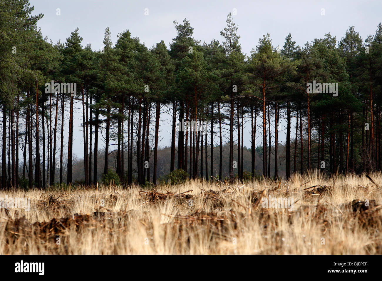 A line of Pine trees Stock Photo - Alamy