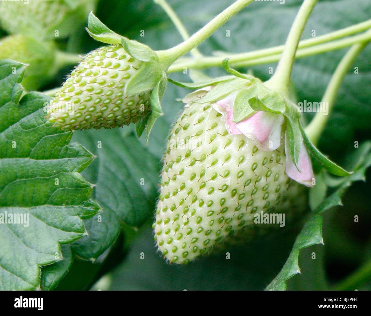 Cairnie fruit farm hi-res stock photography and images - Alamy