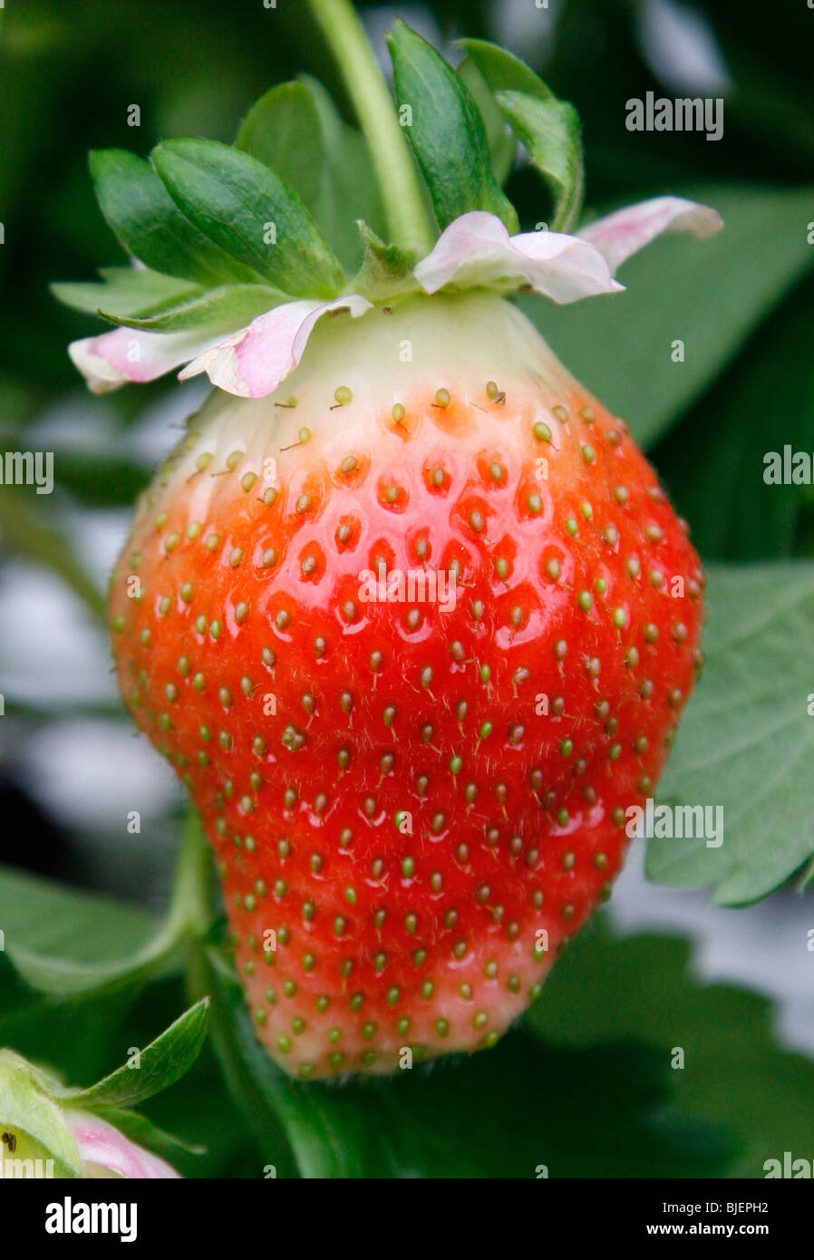 Cairnie fruit farm hi-res stock photography and images - Alamy