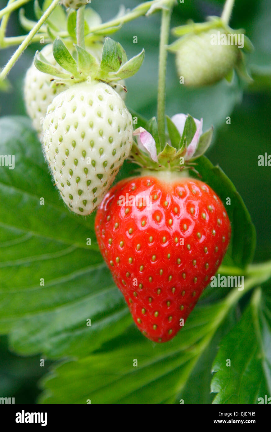 Cairnie fruit farm fife hi-res stock photography and images - Alamy
