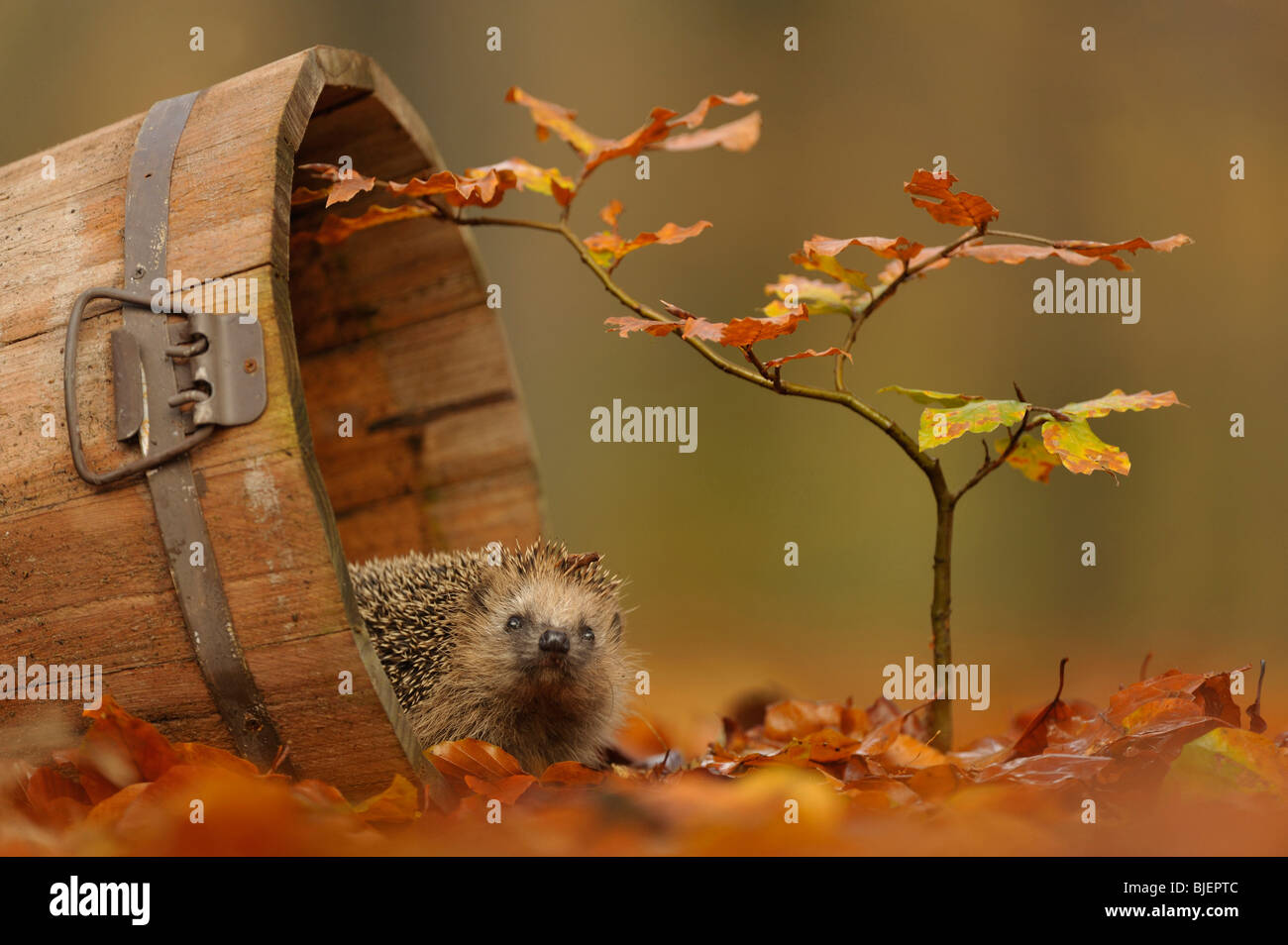 Foraging Hedgehog High Resolution Stock Photography and Images - Alamy