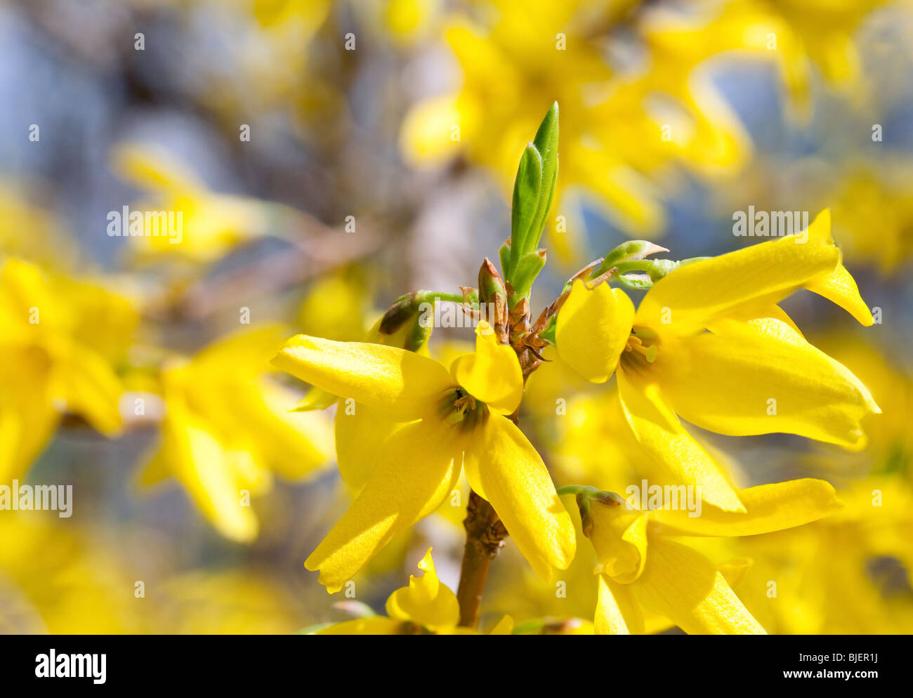 Spring blossoming twig of yellow Forsythia bush (on blossoming ...