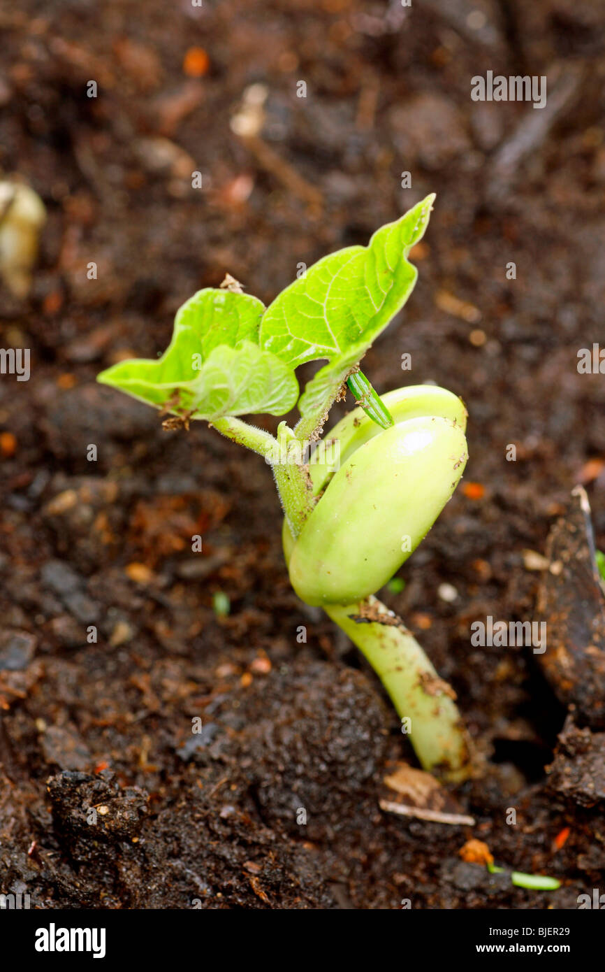 a sprouted bean plant growing from a seed Stock Photo - Alamy