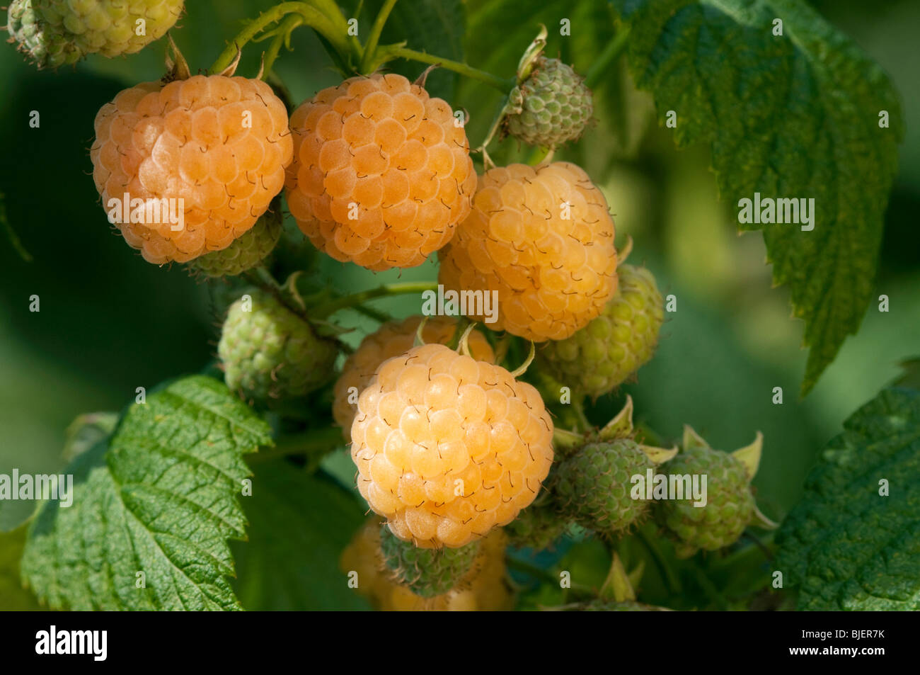 Wild Yellow Raspberries