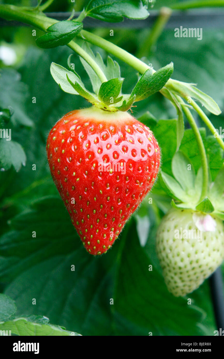 Cairnie fruit farm hi-res stock photography and images - Alamy