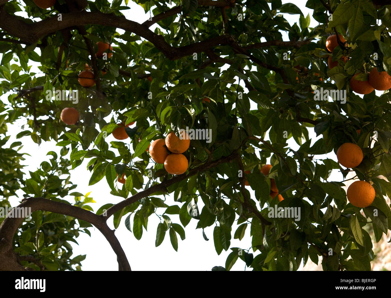 Tarragona Orange Tree Stock Photo - Alamy