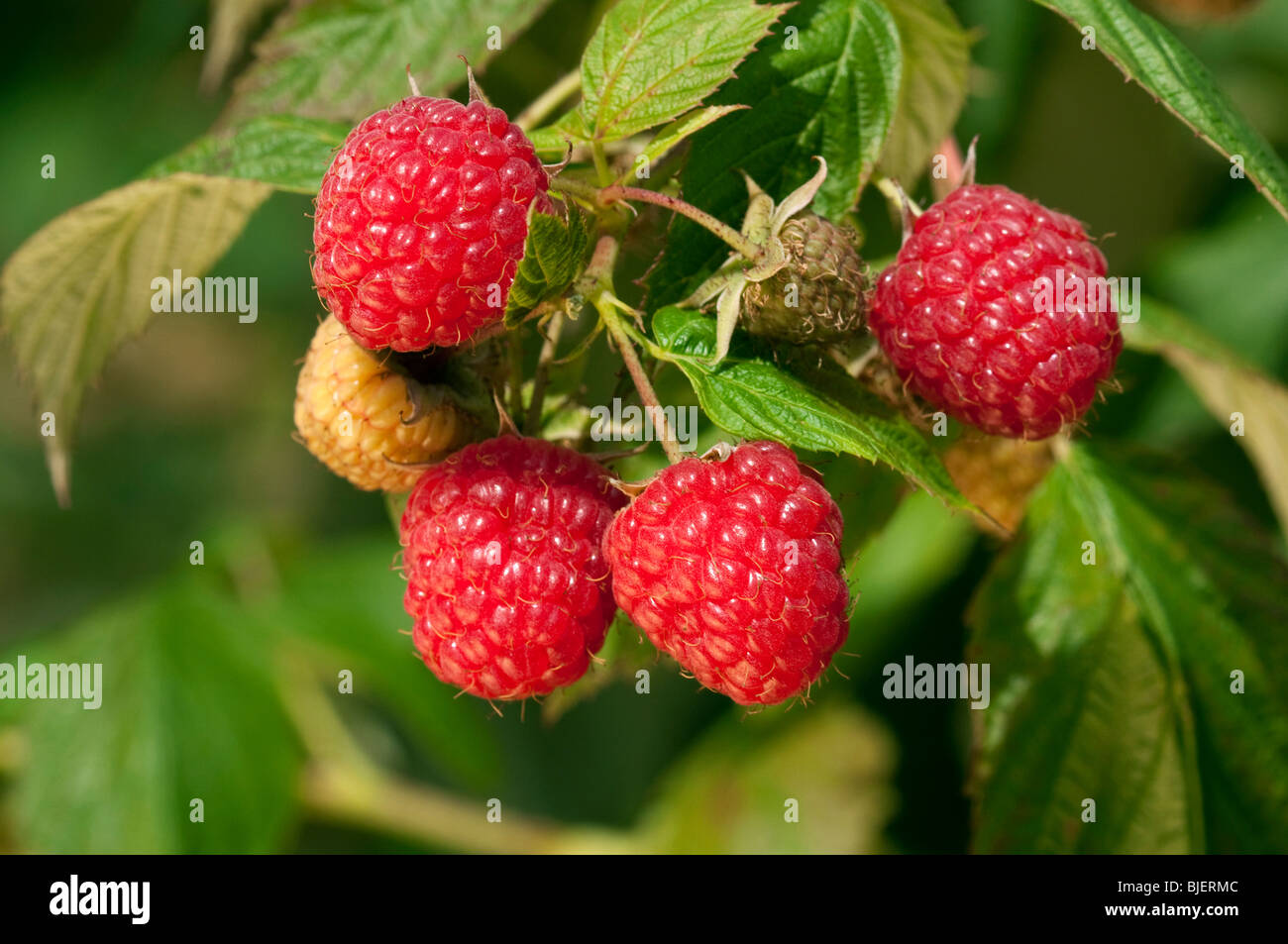 Raspberry queen hi-res stock photography and images - Alamy