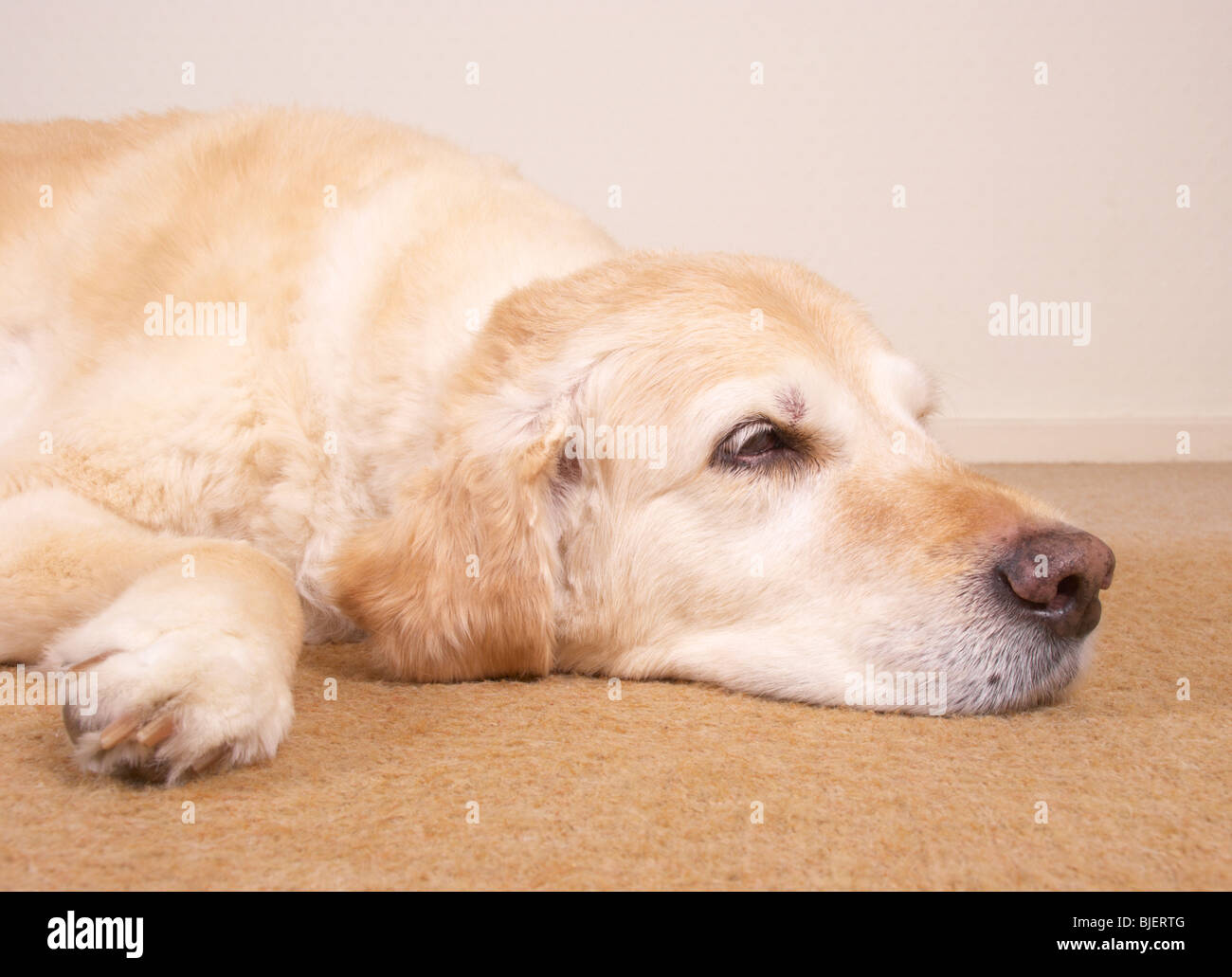 Wallace the golden retriever resting / relaxing at home Stock Photo - Alamy