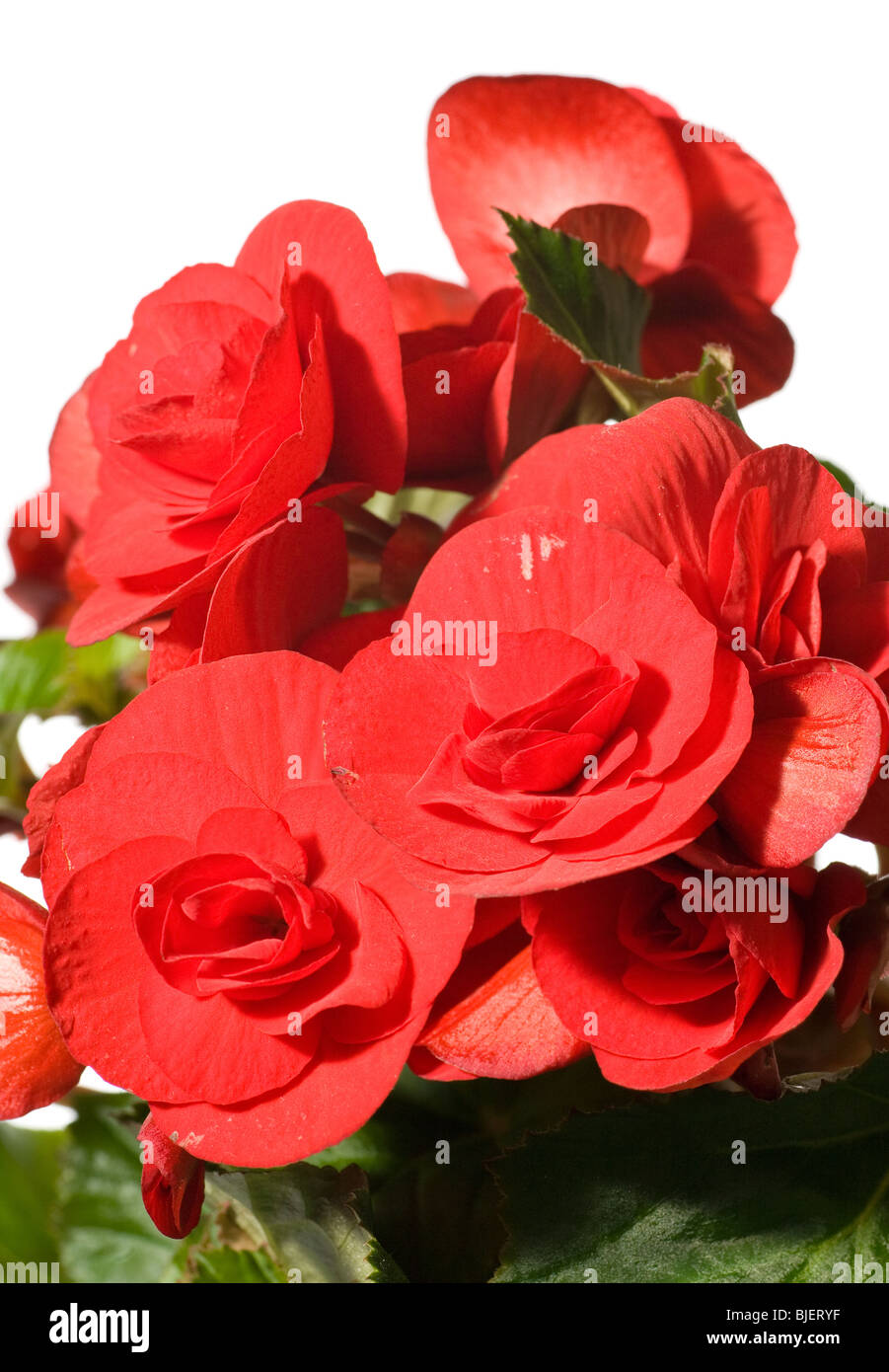 Home plant begonia isolated on white background. Composite photo with ...