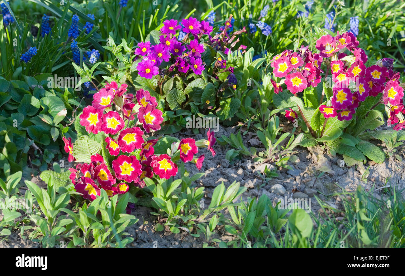 Plants of primula with flowers (spring background Stock Photo - Alamy