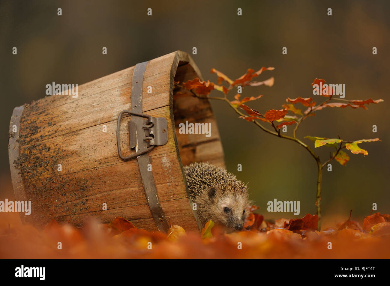 Hedgehog (Erinaceus europaeus) in a garden foraging in Beech leaves ...