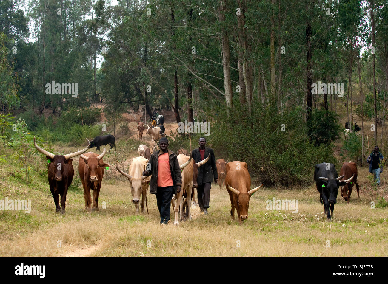 Child cattle africa hi-res stock photography and images - Alamy
