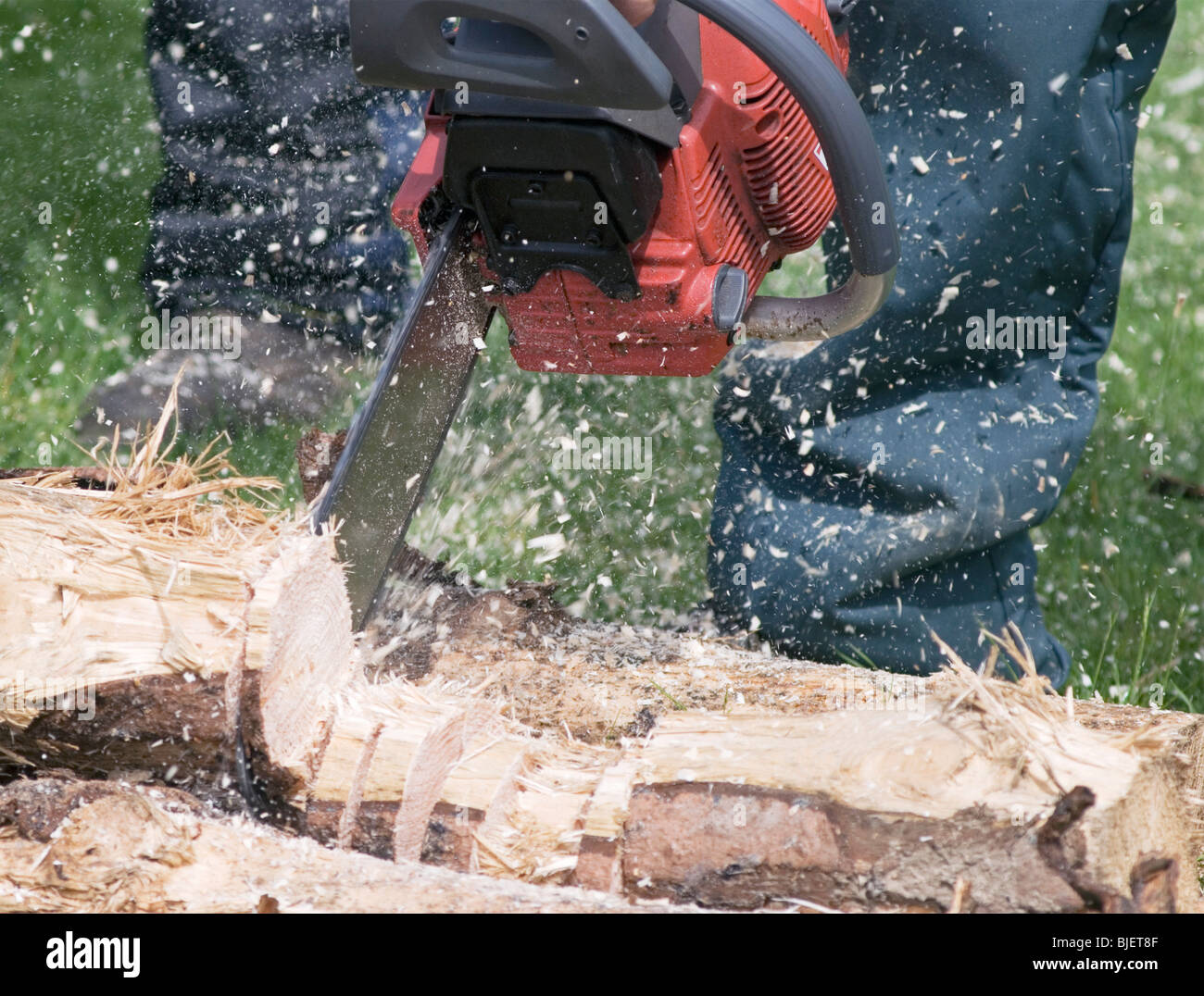 lumberjack cutting logs with chainsaw Stock Photo - Alamy