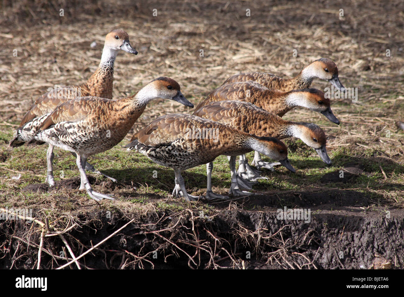 Cuban whistling duck dendrocygna arborea or west indian whistling duck ...