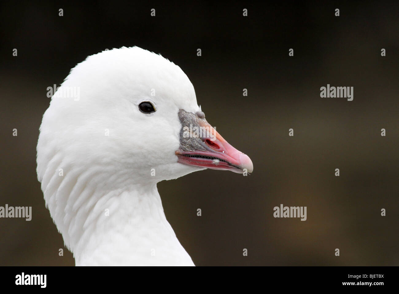 Snow Goose Vs Ross Goose