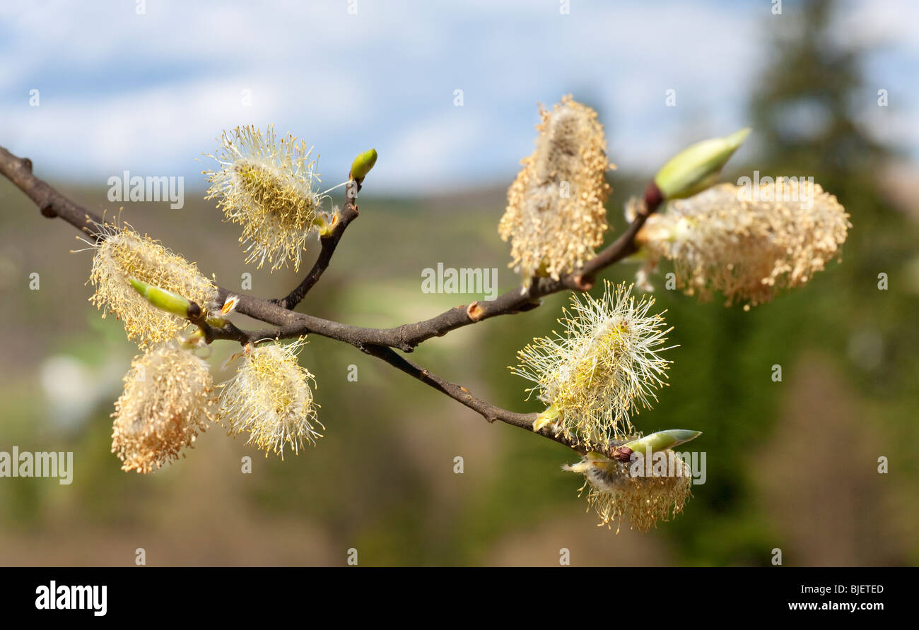 Willow tree buds hi-res stock photography and images - Alamy