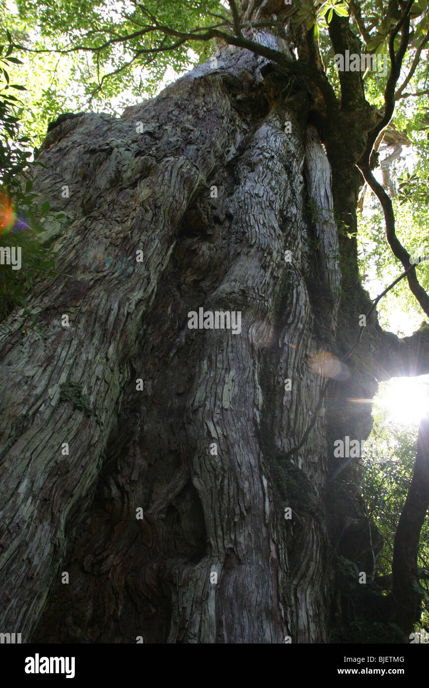 Sugi tree hi-res stock photography and images - Alamy