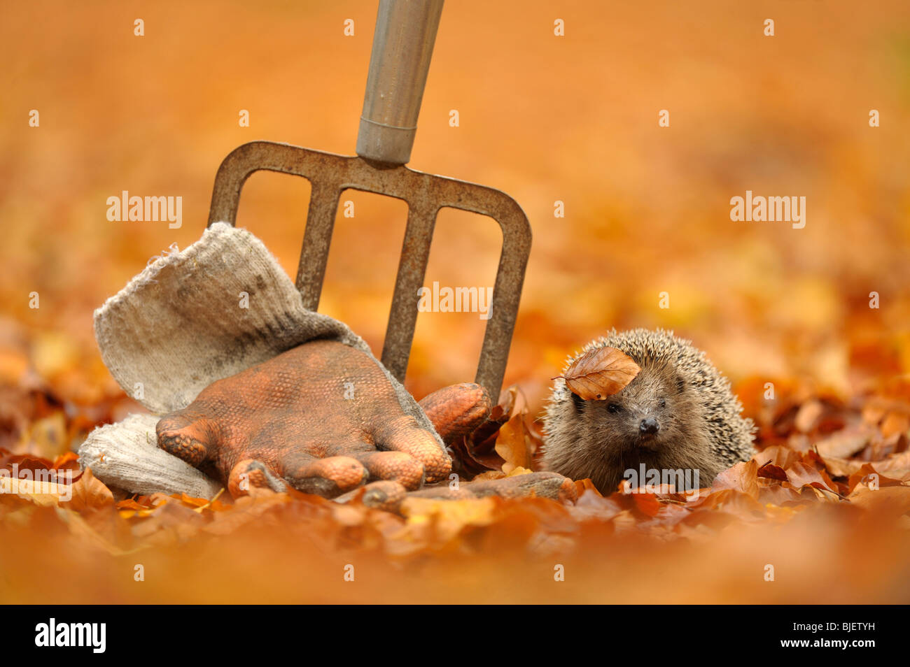 Hedgehog (Erinaceus europaeus) in a garden foraging amongst garden ...