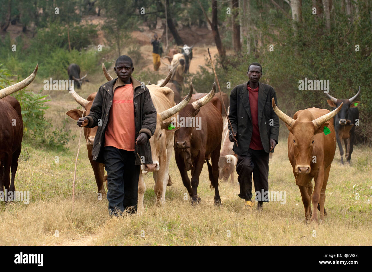 African cattle hi-res stock photography and images - Alamy