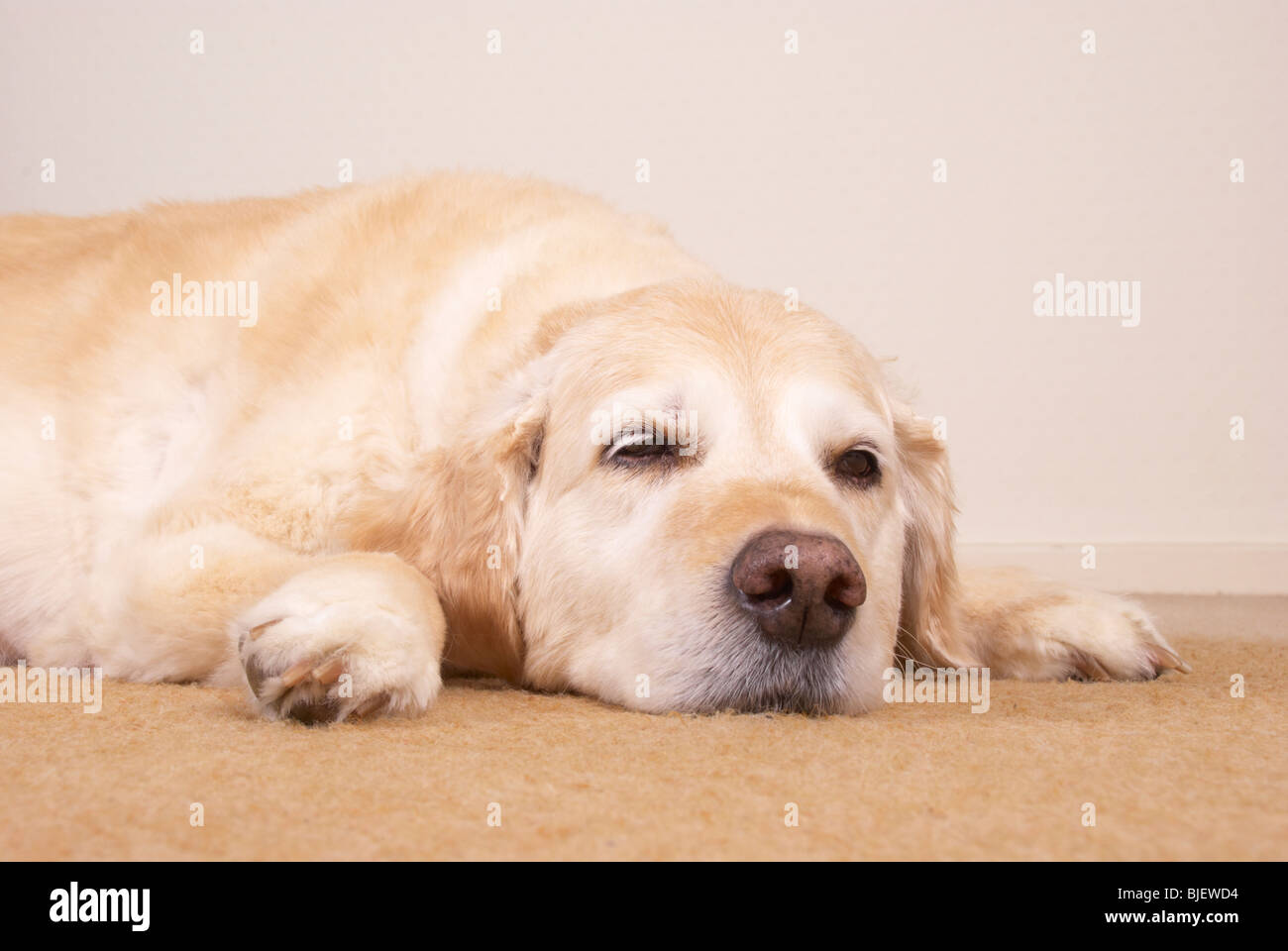 Wallace the golden retriever resting / relaxing at home Stock Photo - Alamy