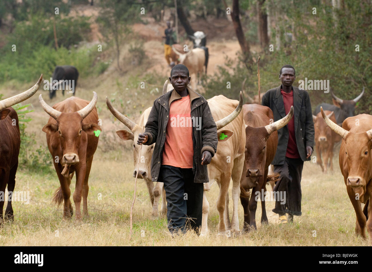Herdsmen with thier traditional African cattle. Rwanda Stock Photo - Alamy