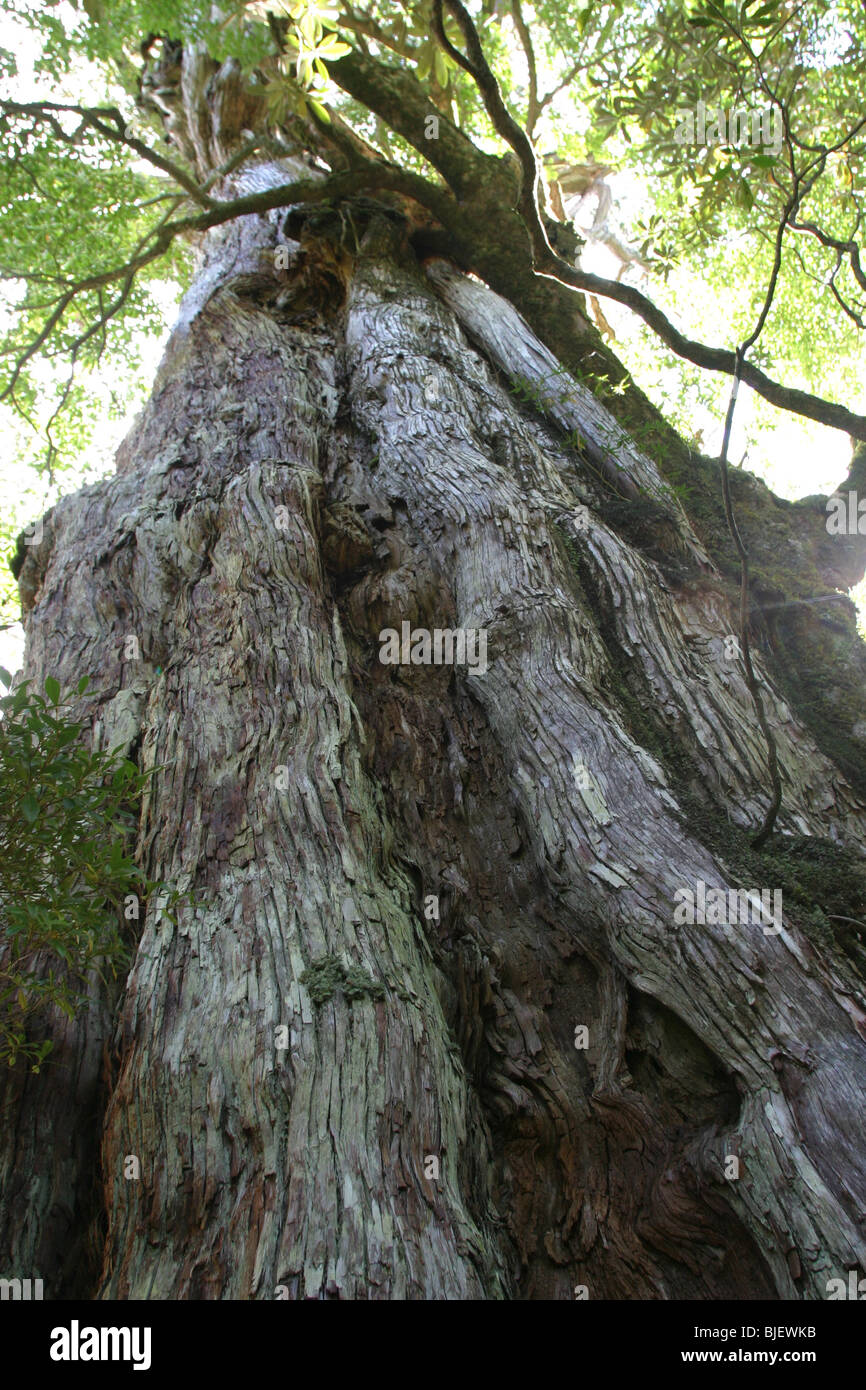 Sugi hi-res stock photography and images - Alamy