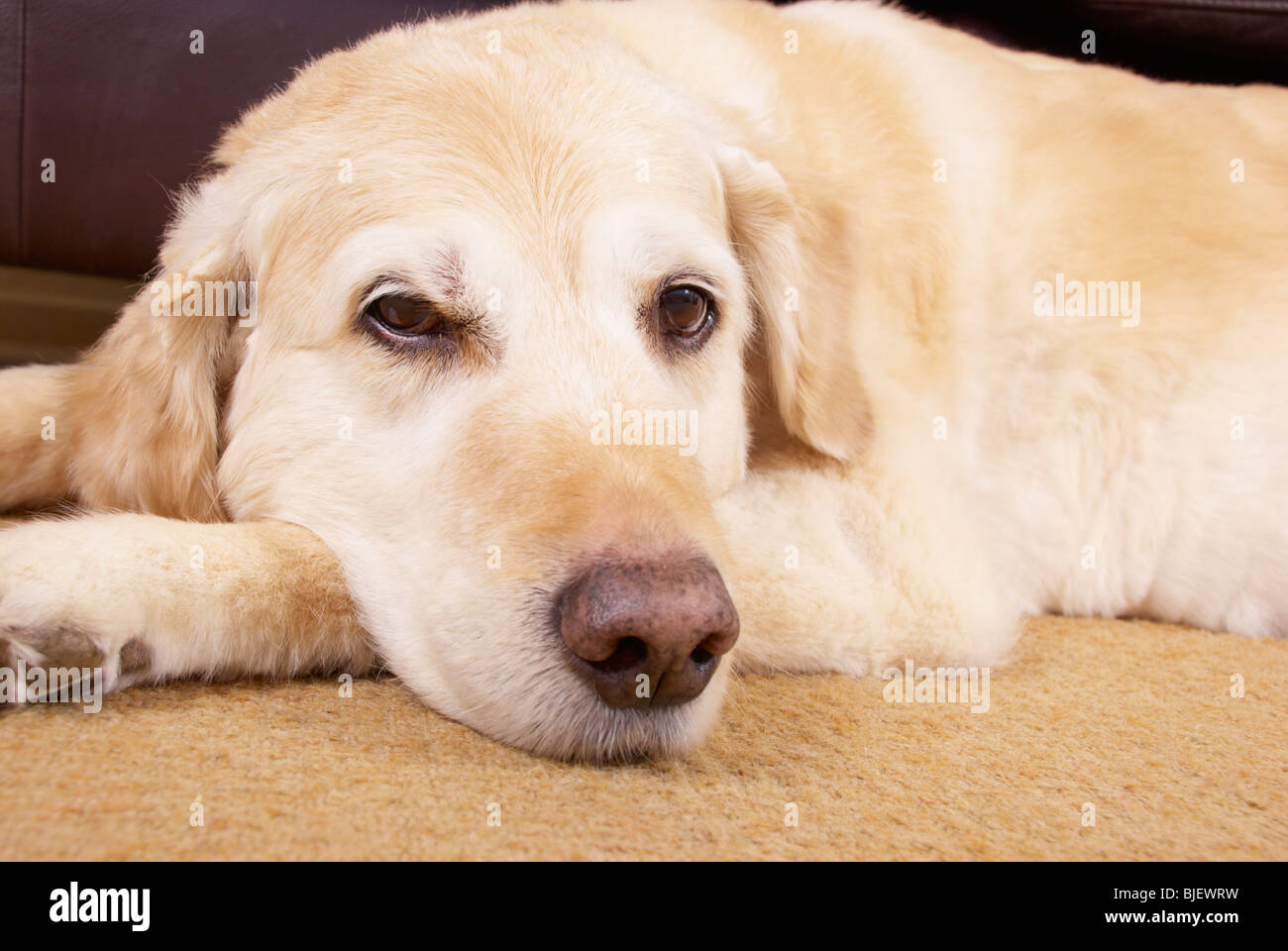 Wallace the golden retriever resting / relaxing at home Stock Photo - Alamy