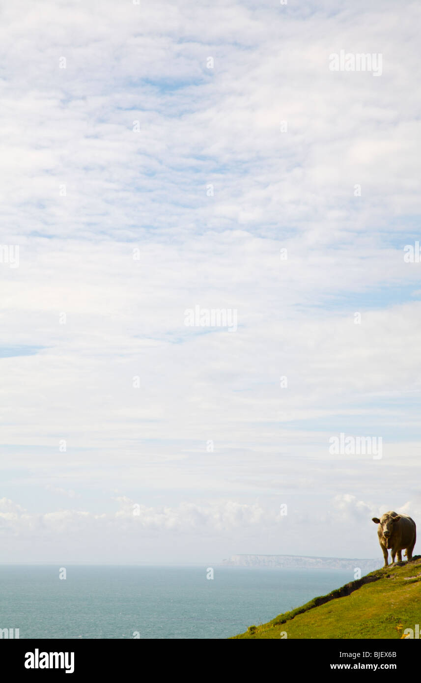 Cow on a hill hi-res stock photography and images - Alamy