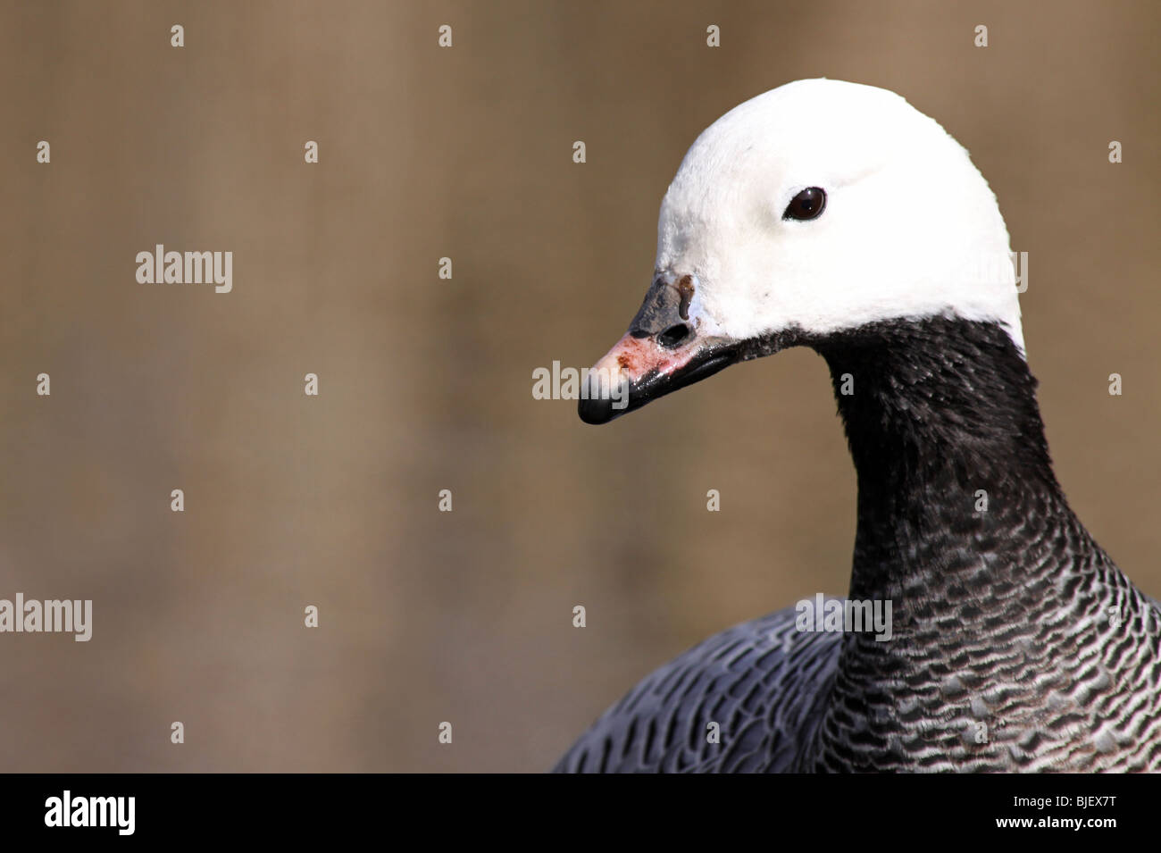 Emperor goose hi-res stock photography and images - Alamy
