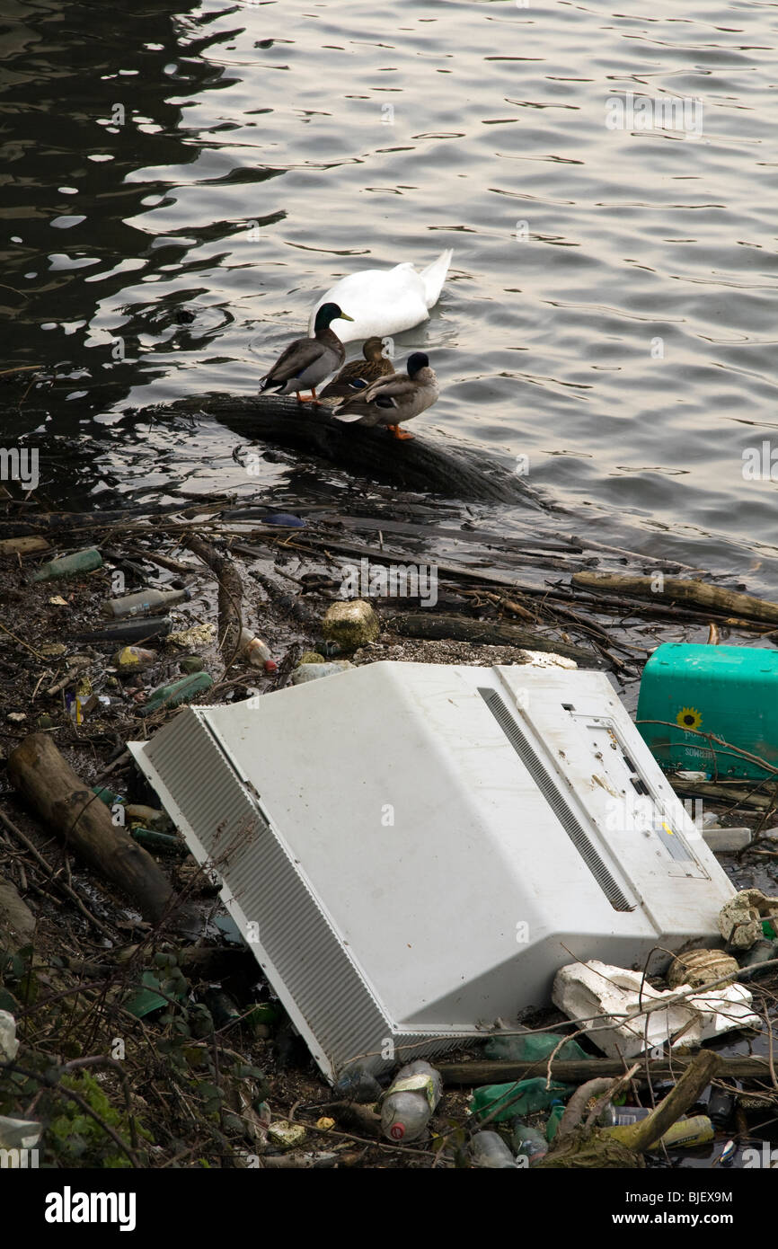 Three Ducks in polluted water Stock Photo - Alamy