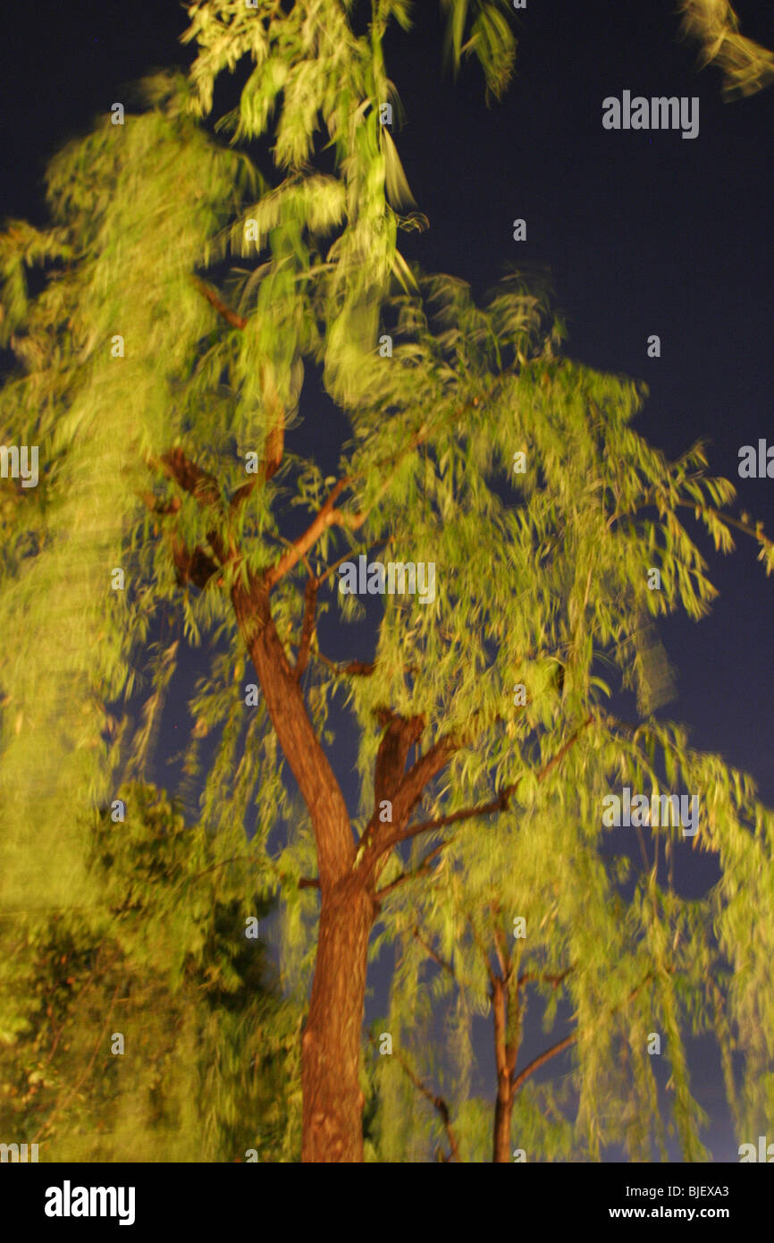 Japanese willow tree hi-res stock photography and images - Alamy