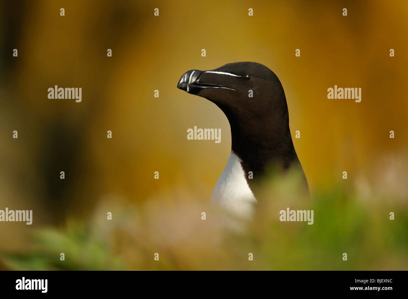 Peering animal hi-res stock photography and images - Alamy