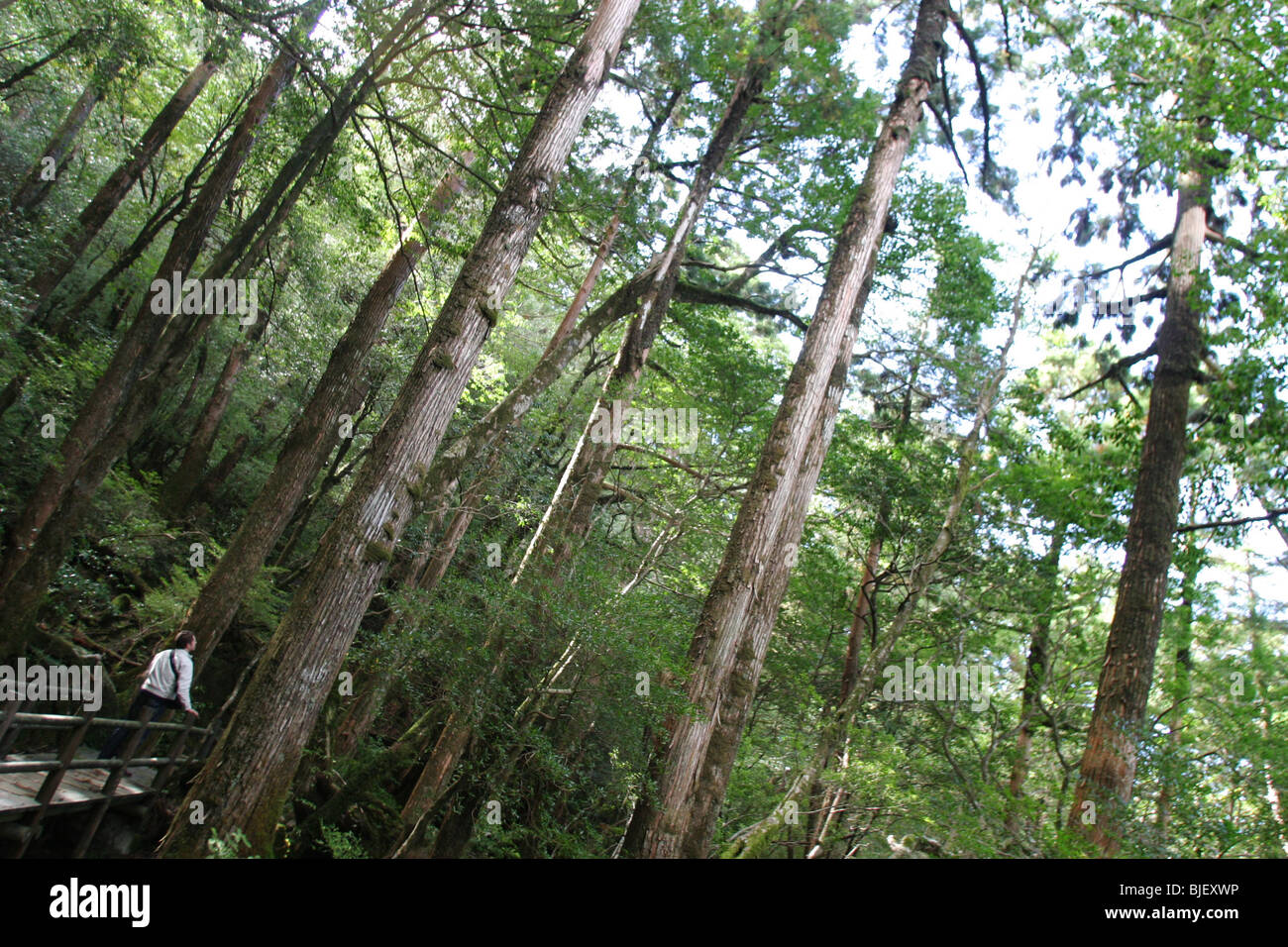Virgin ancient cedar forest on Yakushima Island, Japan Stock Photo - Alamy