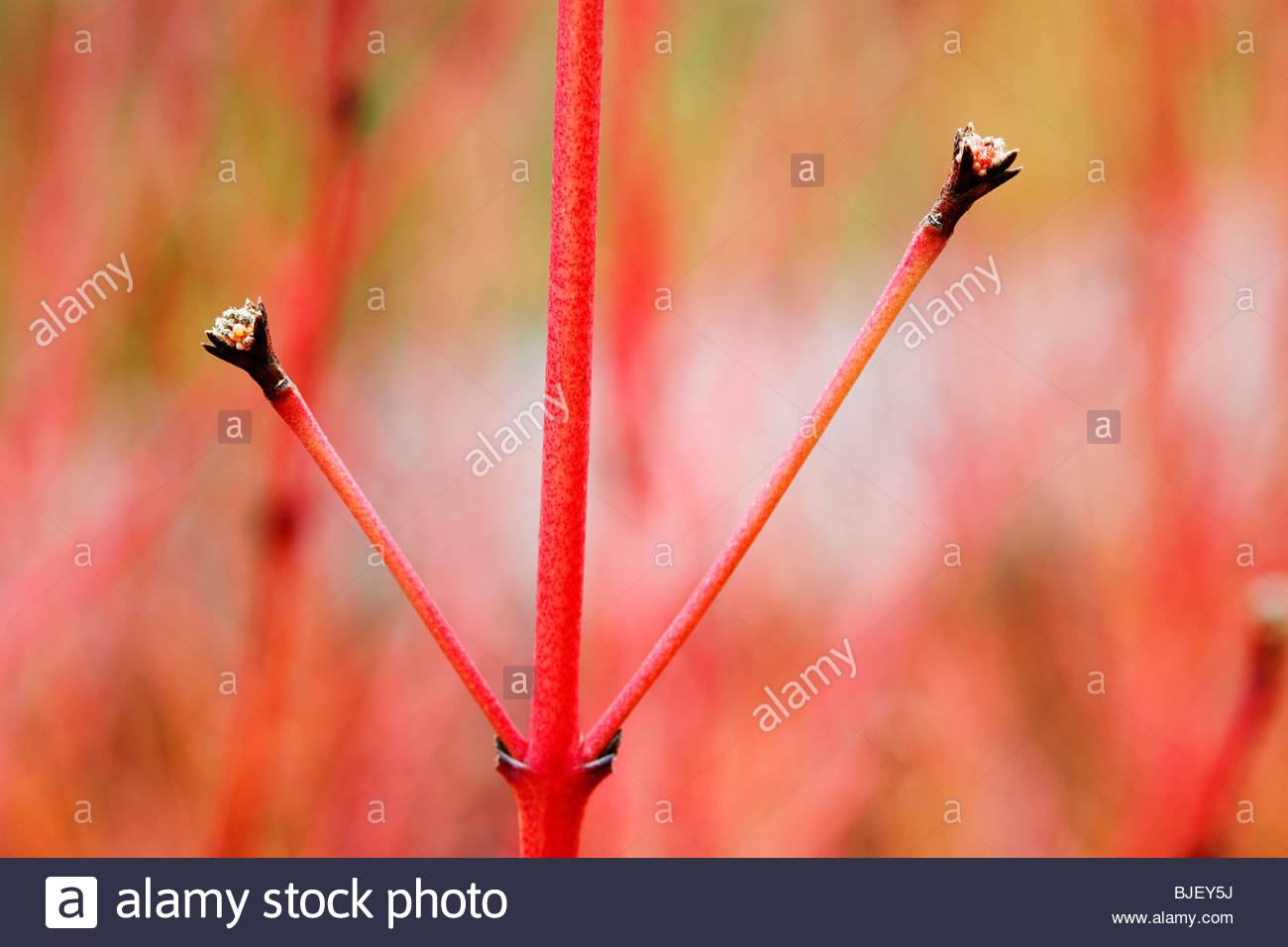 Cornus Sanguinea Midwinter Fire Stock Photos & Cornus Sanguinea ...