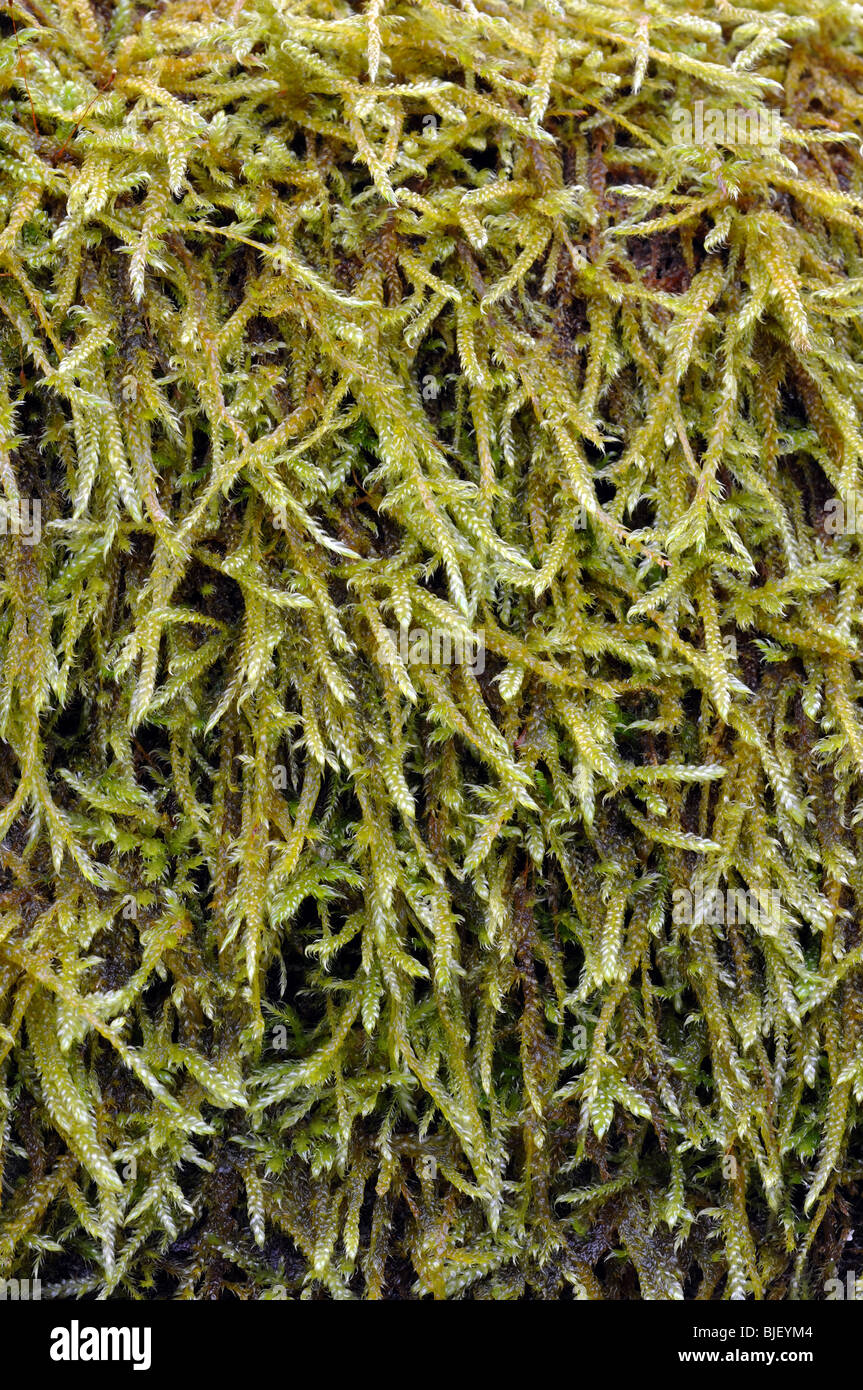 Wet moss on a tree bark, UK Stock Photo - Alamy